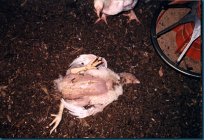 Exposing Routine Animal Cruelty in the Chicken Industry |Gaia's Blog